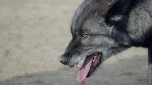 Black trained wolf feasting on a chained piece of meat with aggression ...