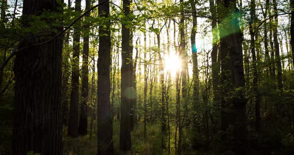 Sunlight Passes Amongst Tree Trunks In Lush Forest Time Lapse, Stock ...