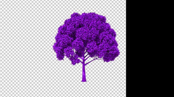 Purple Growing Tree, Motion Graphics | VideoHive