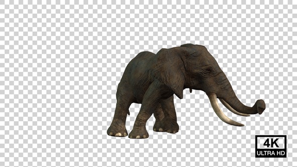 Elephant Turn Left Front View, Motion Graphics | VideoHive