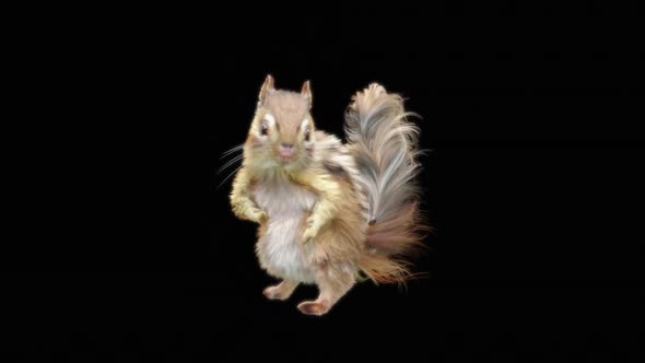 77 Chipmunk Dancing HD, Motion Graphics | VideoHive