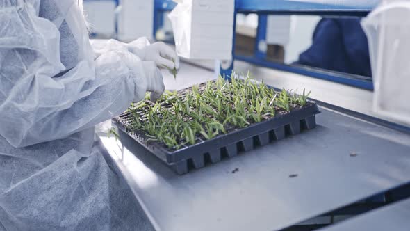 Worker planting small plants in trays inside industrial nursery, Stock ...