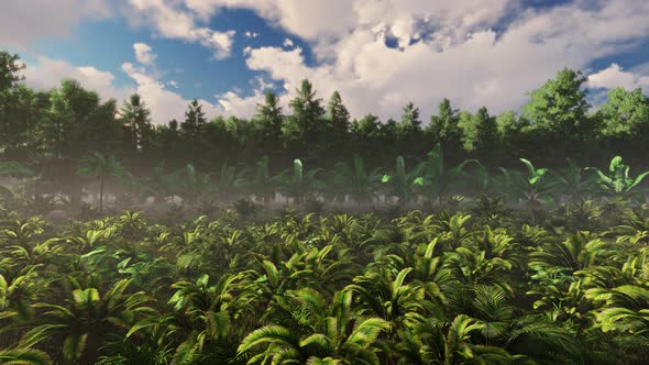 Jungle 04 4K, Motion Graphics | VideoHive