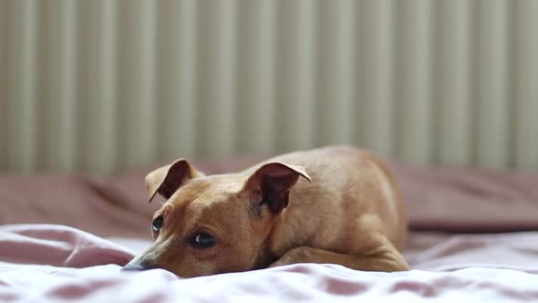 Pedigree dog pygmy pinscher lies on the couch., Stock Footage | VideoHive