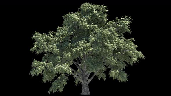 Tree Growth Animation With Alpha Channel, Motion Graphics | VideoHive