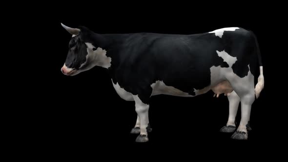 Cow With Alpha Channel, Motion Graphics | VideoHive