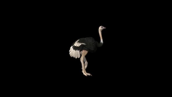 Ostrich Walk, Motion Graphics | VideoHive