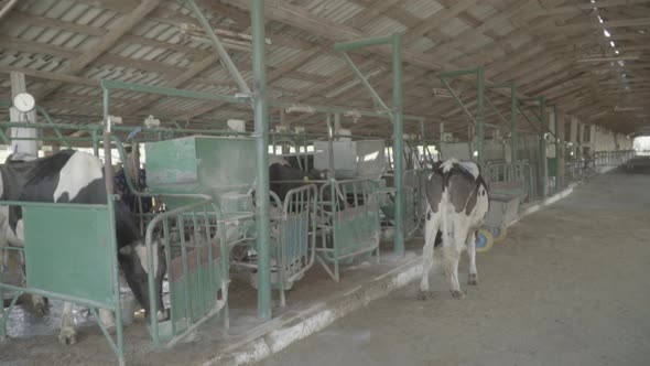 Cow Cows on the Farm. Slow Motion. Agriculture., Stock Footage | VideoHive