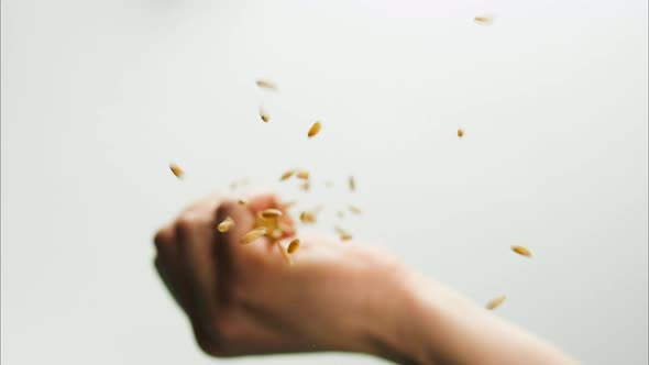 Closeup of Falling Down Barley From Hand on Glass Table on White ...