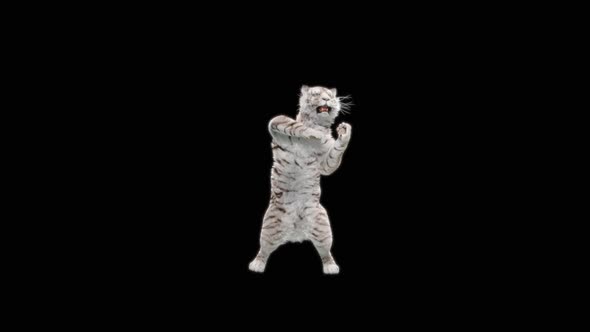 White Tiger Dancing HD, Motion Graphics | VideoHive