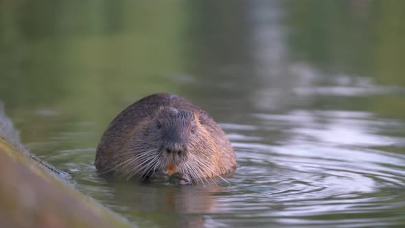 Wild Big Coypu Rat in the Nature Habitat, Stock Footage | VideoHive