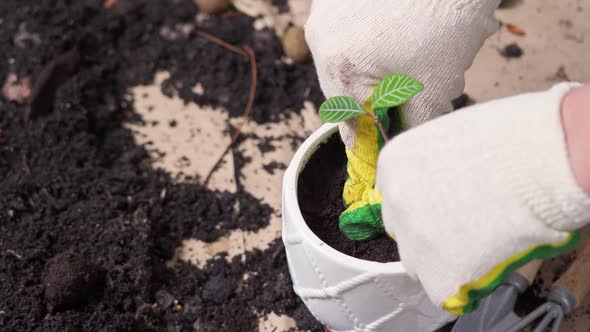 Gloved Hands Tamp the Ground Near a Sprout with Two Leaves in the ...