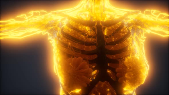 Colorful Human Body Animation Showing Bones and Organs, Motion Graphics