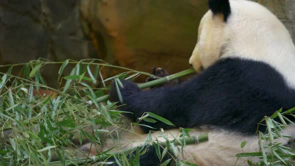A giant panda reaching for a bamboo branch and then eating it., Stock ...