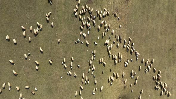Flying Over a Herd of Grazing Sheep, Stock Footage | VideoHive