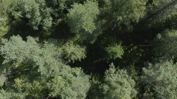 Drone top down view of trees in a coniferous forest. Pedestal up shot ...