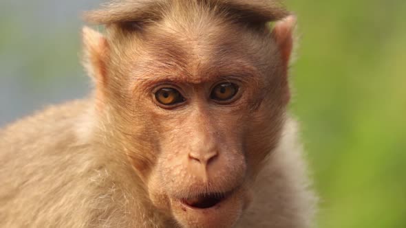 Close-up shot of a yellow fur monkey eating a fruit., Stock Footage