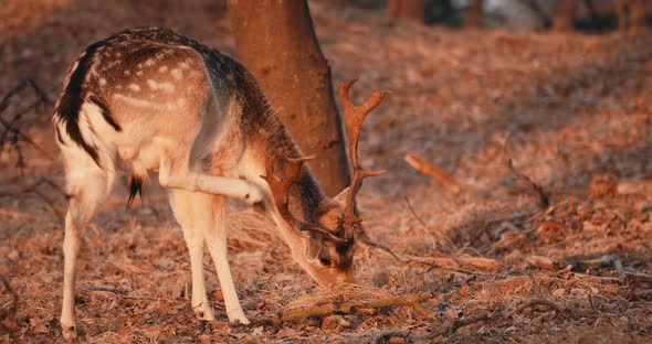 Fallow Deer Buck Grazing And Scratching Itself In Wilderness of ...