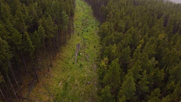 Deforested pine forest with chard stumps, Stock Footage | VideoHive