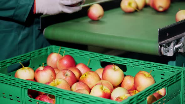 in an Apple Processing Factory Workers in Gloves Sort Apples, Stock Footage