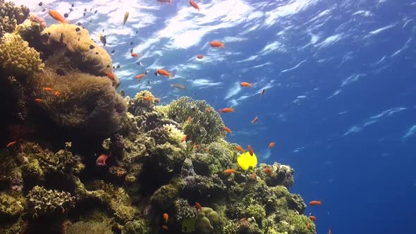 Coral reef drop off with coral fish in the Red Sea, Stock Footage ...