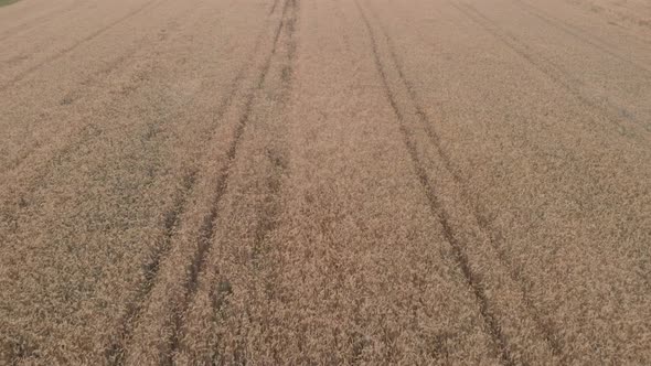 Rye field, Stock Footage | VideoHive