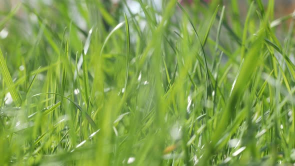 Green Summer Grass In The Yard, Stock Footage | VideoHive