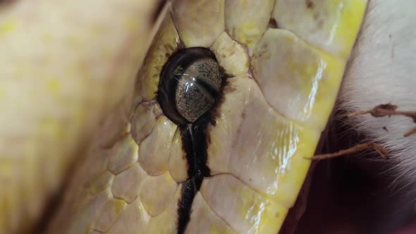Close up of a reticulated python's eye, Stock Footage | VideoHive