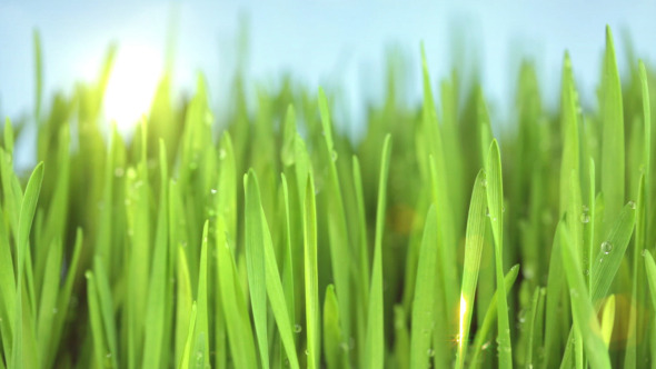 Sun Above the Grass, Stock Footage | VideoHive