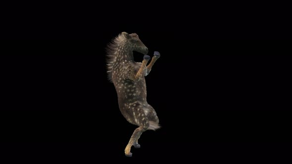 36 Zebra Dancing 4K, Motion Graphics | VideoHive