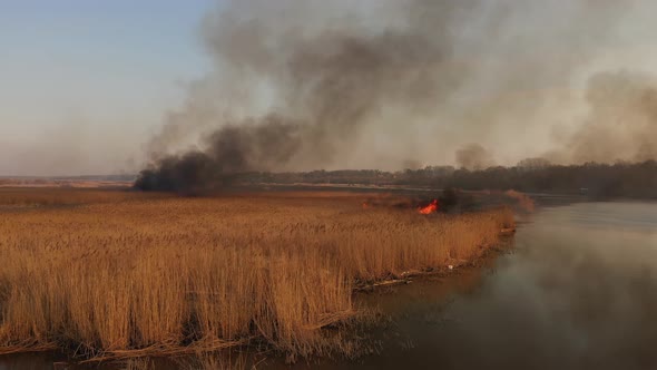 Burning dry reeds on the river bank, Stock Footage | VideoHive