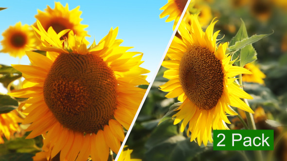 Field of Sunflowers Slow Motion (2-Pack), Stock Footage | VideoHive