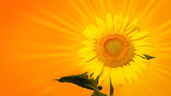 Sunflower with Sunbeams, Stock Footage | VideoHive