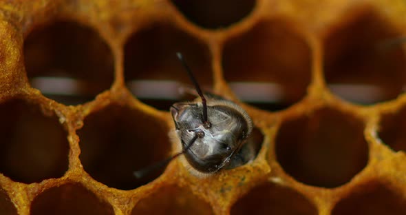 Honey Bee, apis mellifera, new worker bee emerging from a cell, Bee ...