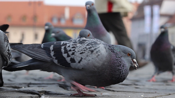 Birds Eating Bread Crumbs, Stock Footage | VideoHive