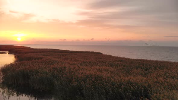 AERIAL: Panning Shot of Flying Birds during Beautiful Sunrise Early in ...