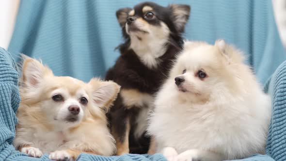 three dogs friend laydown sit relax together on sofa with cheerful and ...