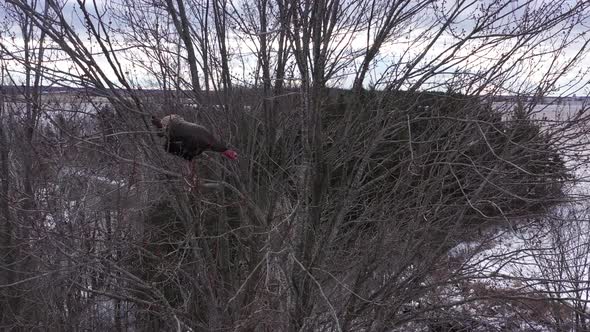 wild turkey perched in a tree winter closeup, Stock Footage | VideoHive