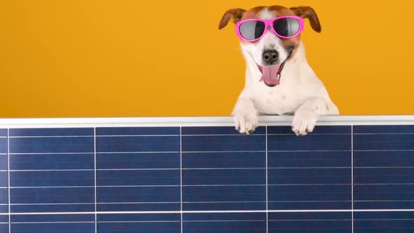 Funny dog breed Jack Russell in sunglasses holds a solar panel , Stock ...