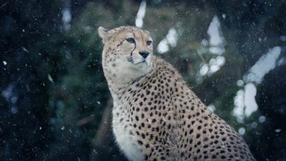 Cheetah In Snowfall, Stock Footage | VideoHive