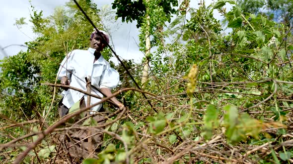 African Woman Picking Tree Branches, Stock Footage | VideoHive