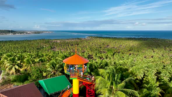 Coconut trees plantation near Gunga Beach at Maceio Alagoas Brazil ...