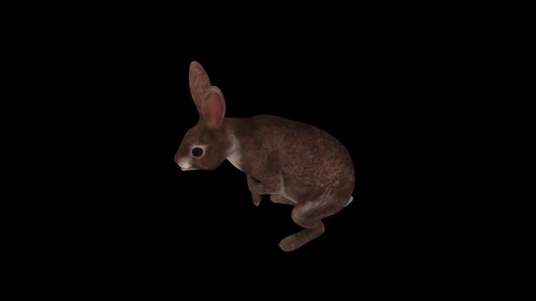 Wild Rabbit Idle Top View, Motion Graphics | VideoHive