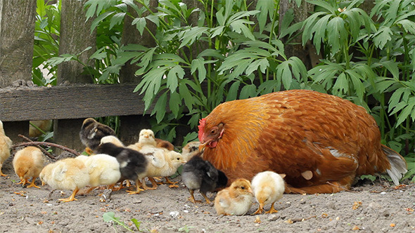 Hen and Chickens, Stock Footage | VideoHive