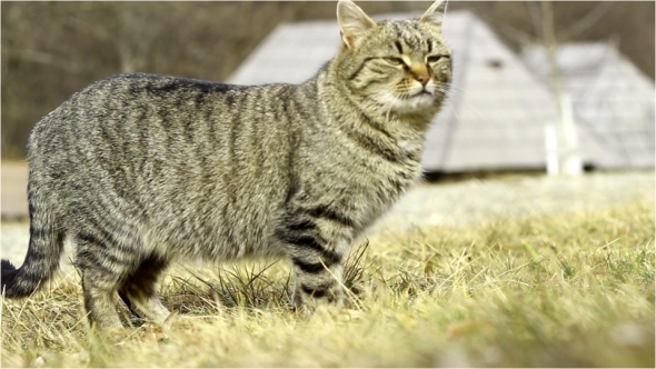 Stripped Cat, Stock Footage | VideoHive