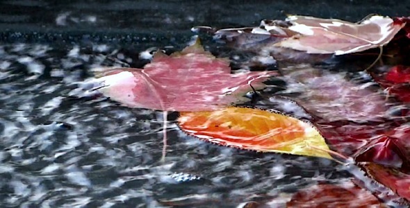 Autumn Leaves In Rain - Pack 10, Stock Footage | VideoHive