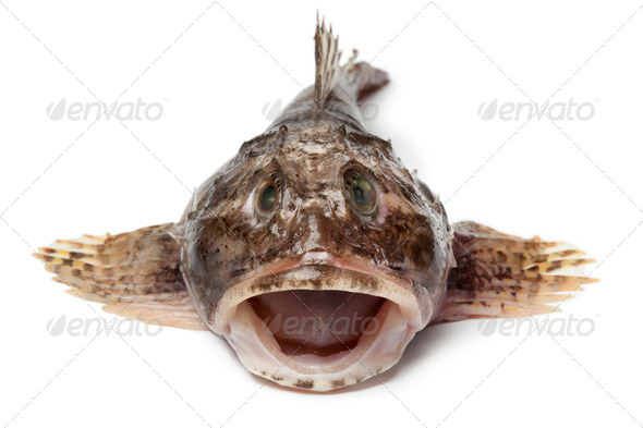 Fresh raw sea cottid Stock Photo by picturepartners | PhotoDune