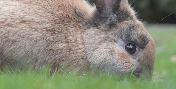 Brown Bunny Rabbit, Stock Footage | VideoHive