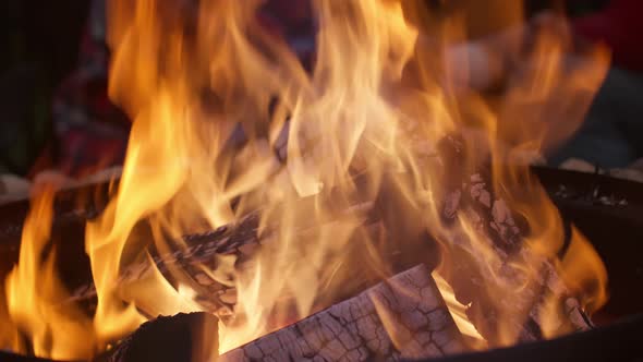 Сlose-up View of Campfire Bonfire Outdoors, Forks of Flame of Open-air ...