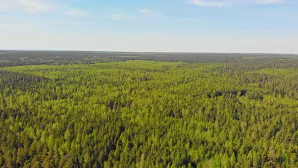 A Huge Thicket of Coniferous Forest, Stock Footage | VideoHive